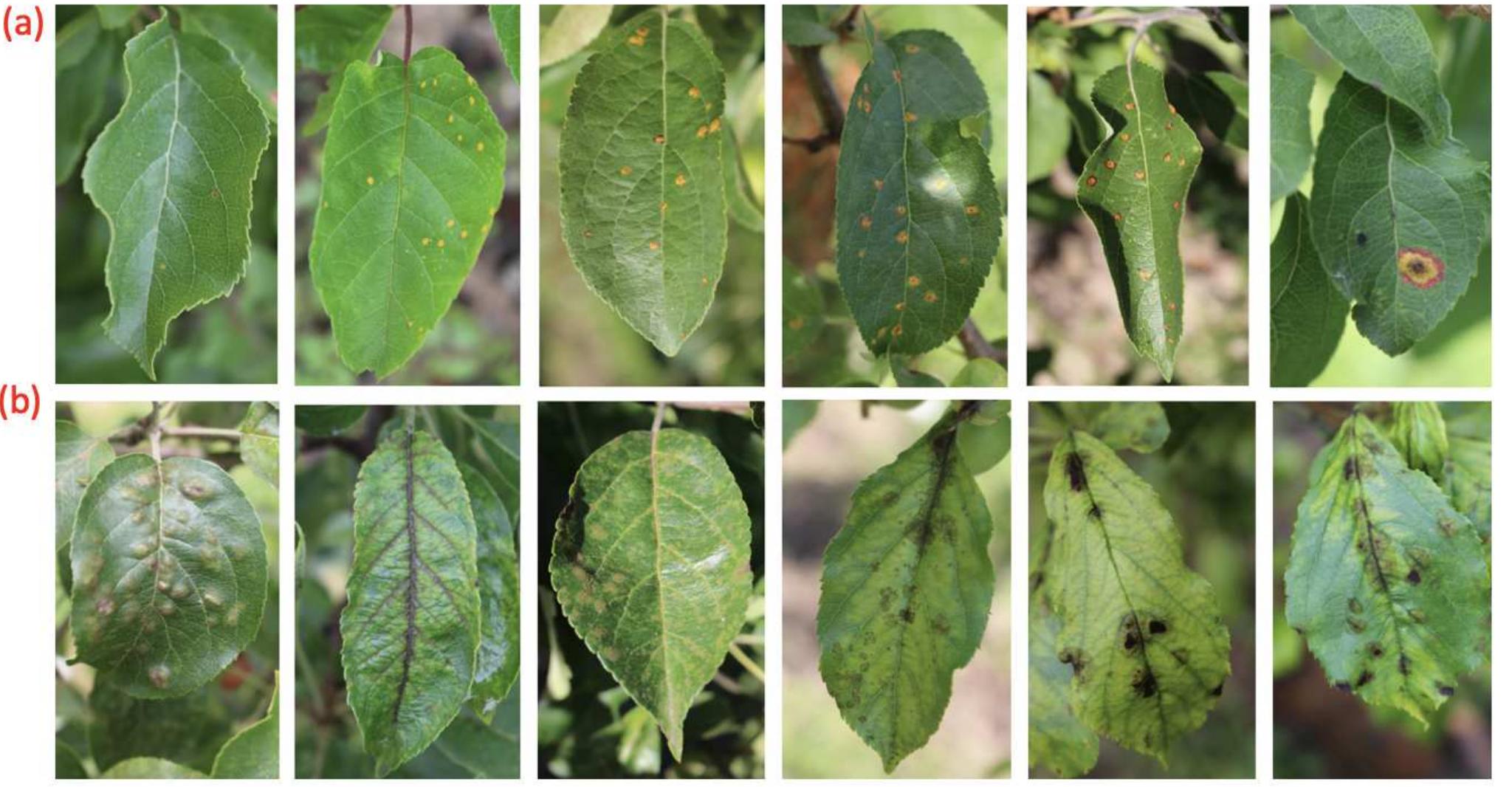 Sample images from the dataset showing symptoms of a) cedar