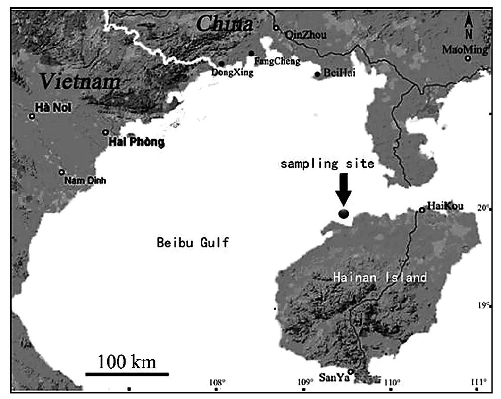 map of beibu gulf, showing the sampling site. in the