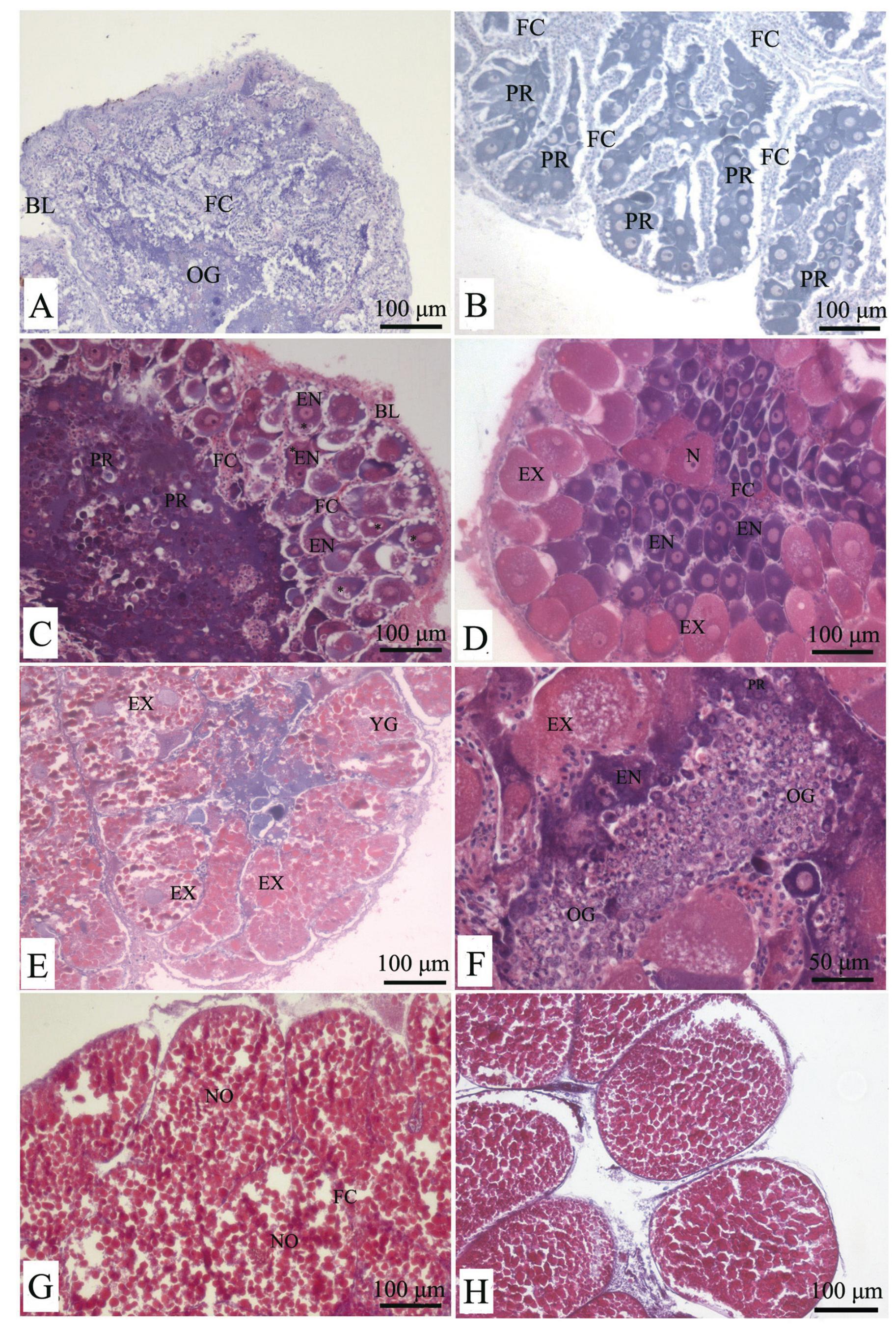 ovarian histology of portunus pelagicus during the