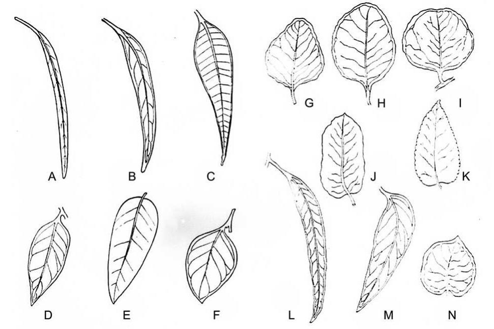 ‘igure 5 — leaf shape: a = linear; b = narrow lanceolate; c