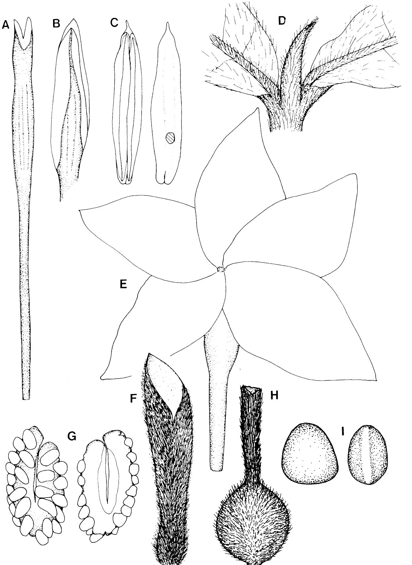 Atractocarpus hirtus: (a) style of male flower x6; (b) top