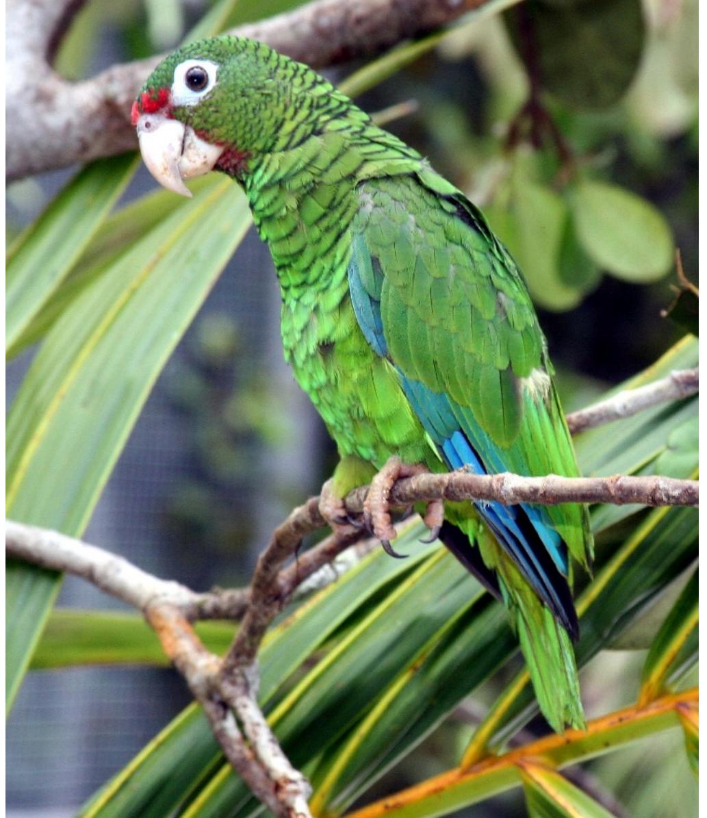 The puerto rican parrot. photograph by tom mackenzie,