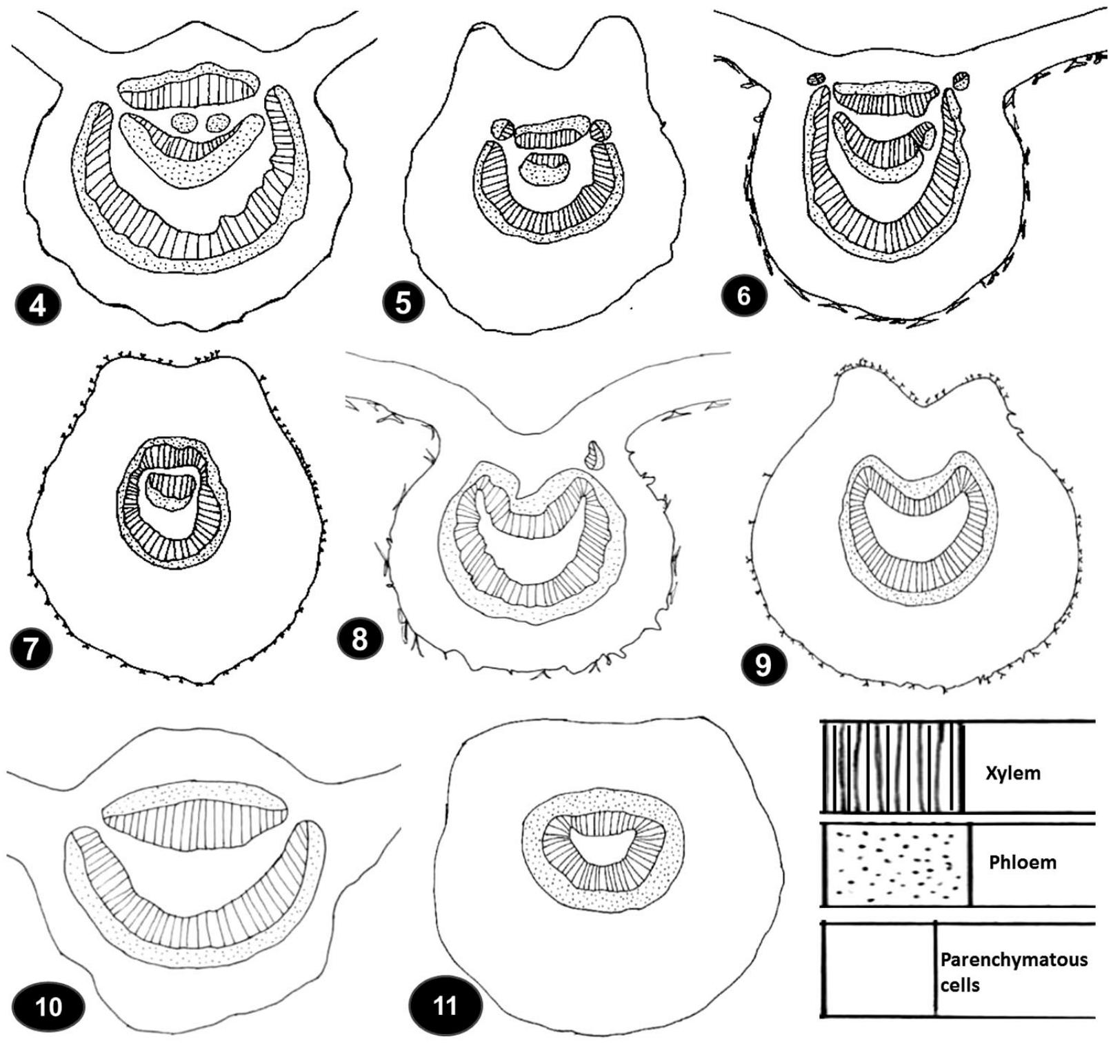 S 4-11. schematic diagram of midrib and petiole showing the