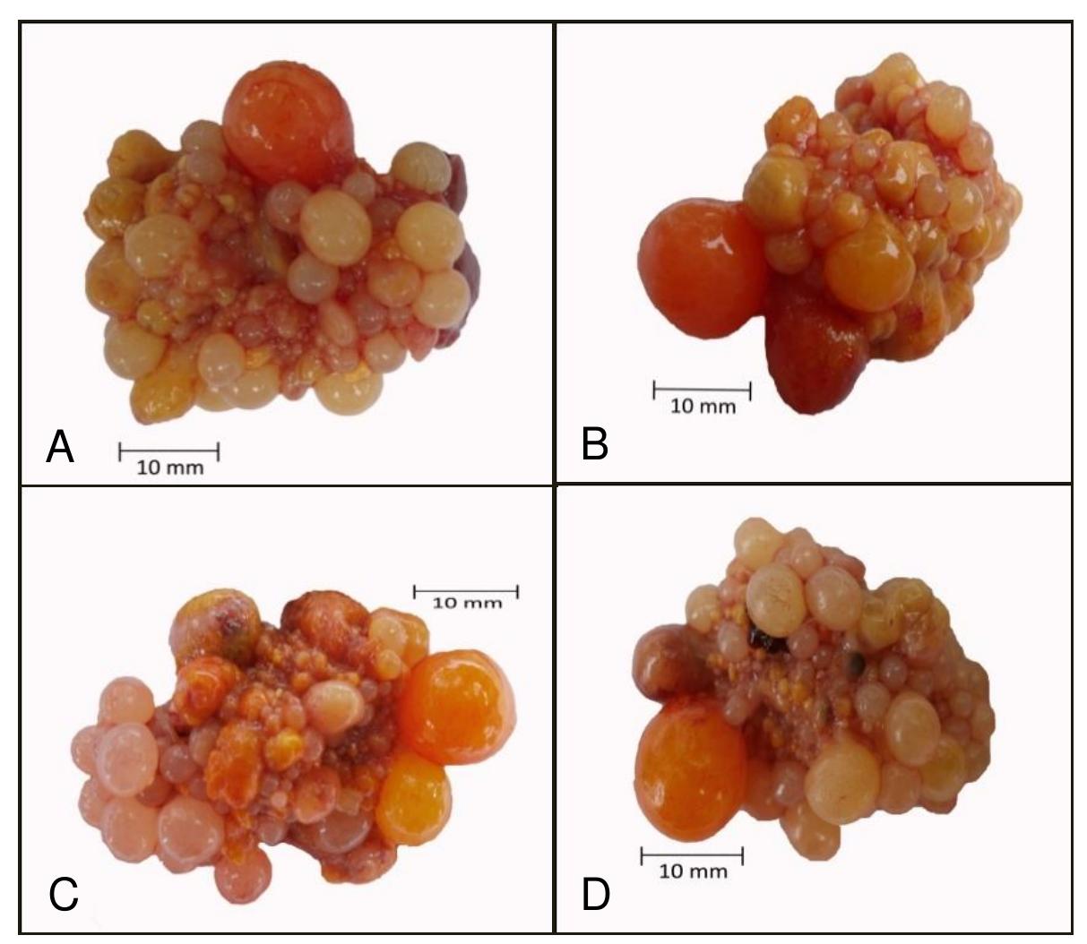 Figure 4 - from Follicular hierarchy evaluation of pateros