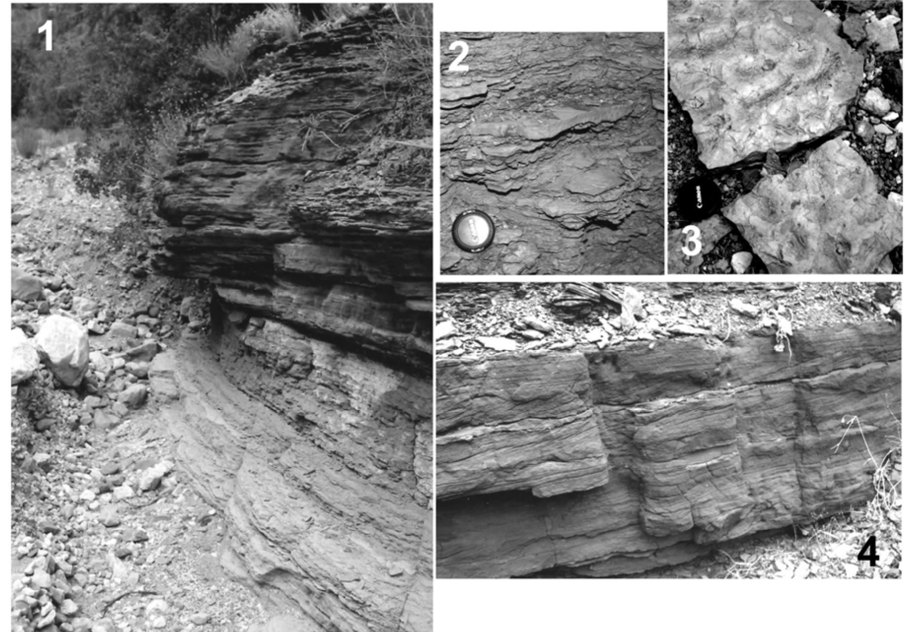 (PDF) Trilobites and other fauna from two quarries in the Bright Angel ...