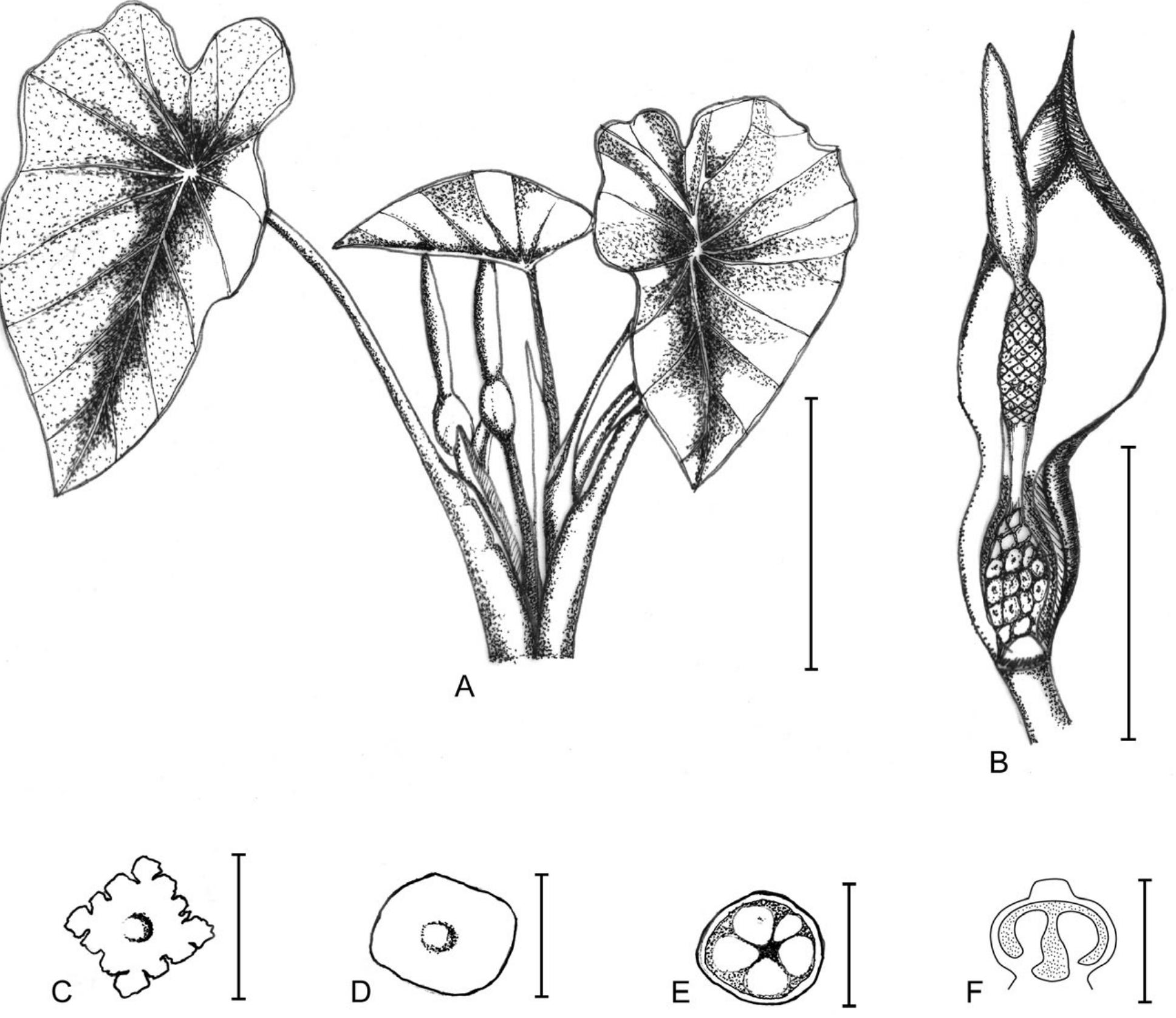 Alocasia evrardii — a: leaves and inflorescences; b: