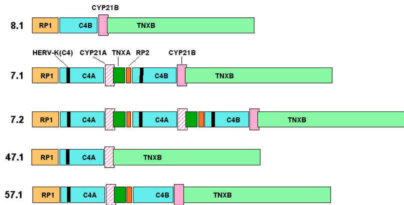 Characterized mhc ancestral haplotypes. c4 and adjacent