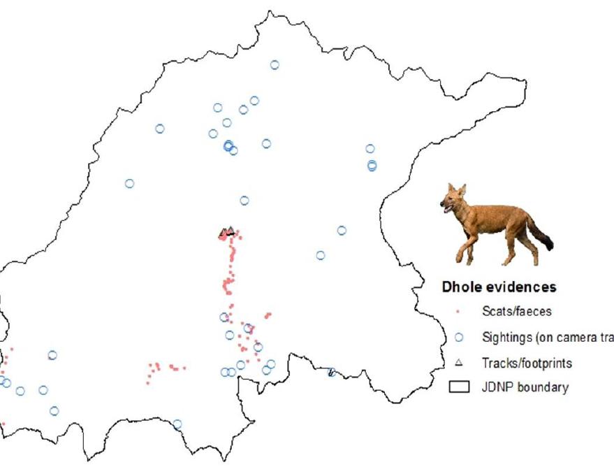 Dhole occurrences in jigme dorji national park based on