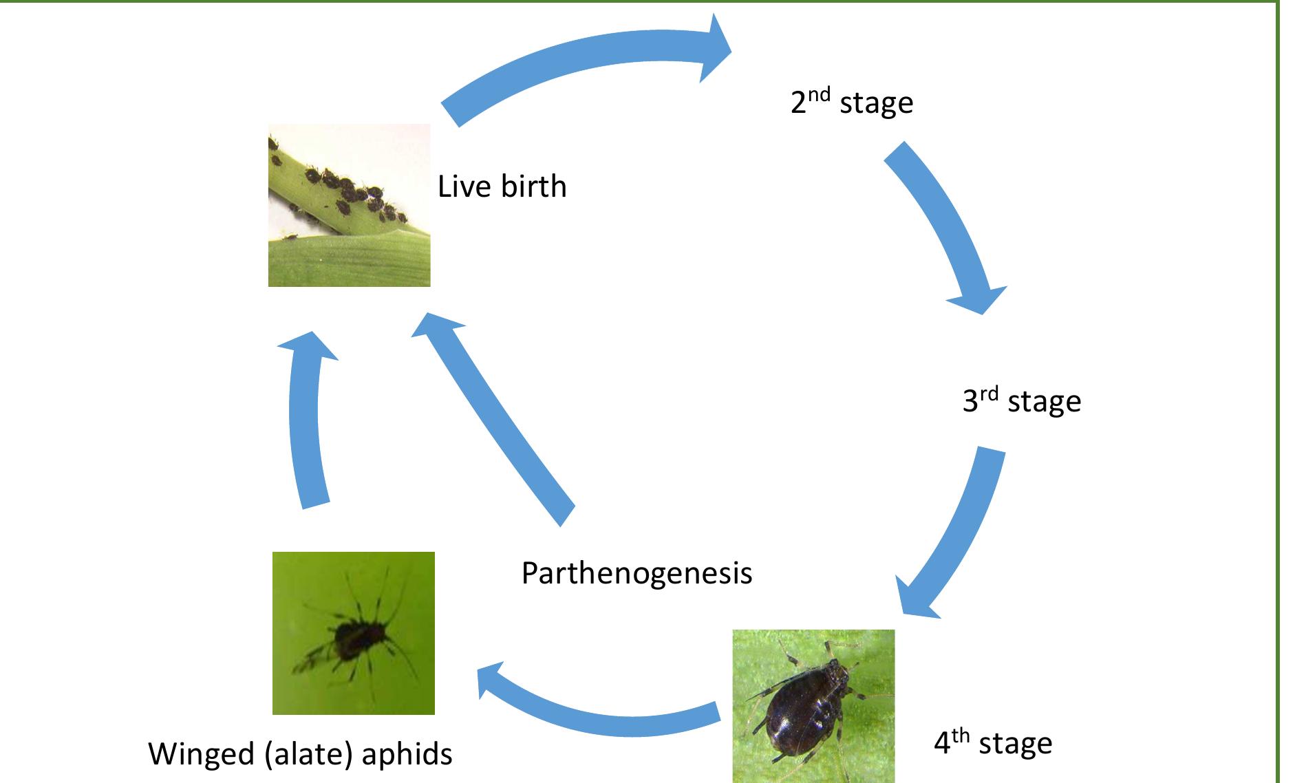 Figure 4 - from Banana Pest and Disease Management in the
