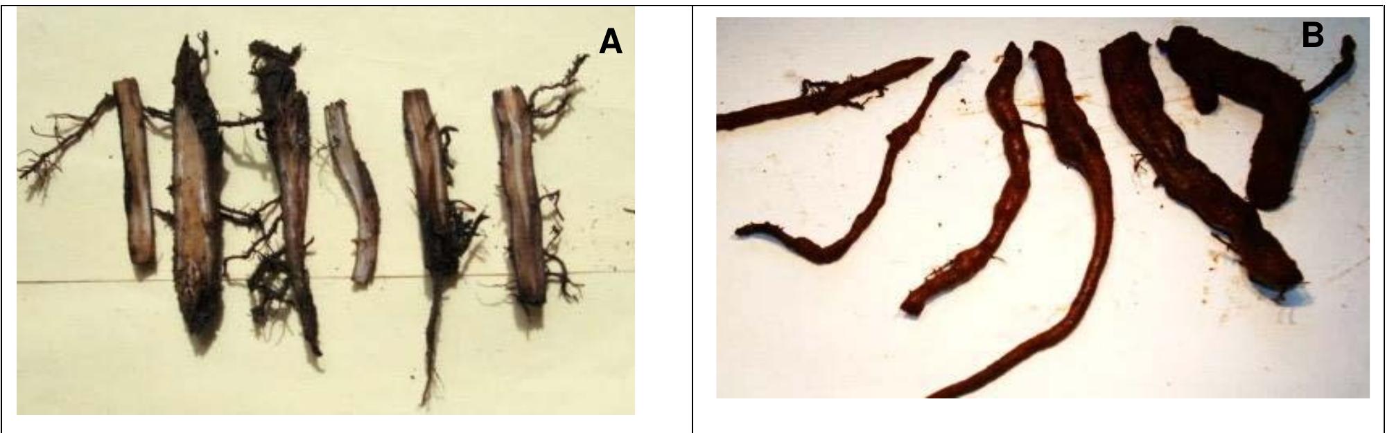-6. a) root lesions caused by endoparasitic nematodes, and