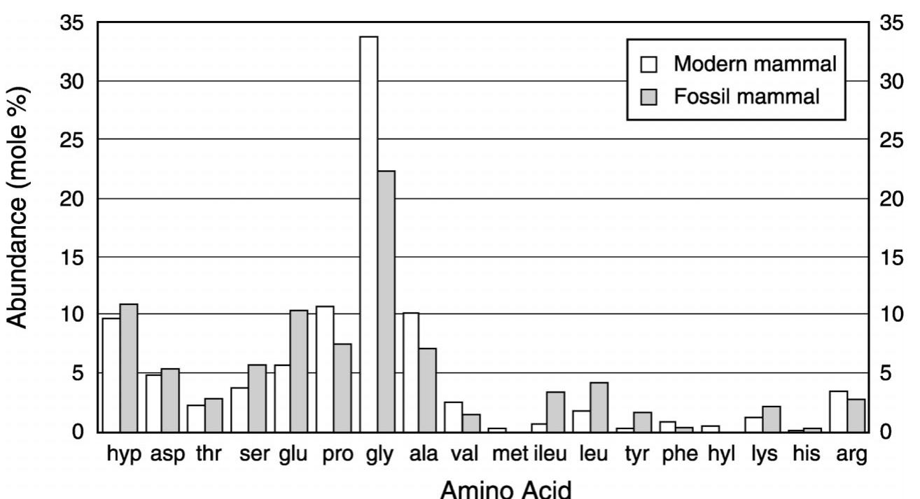 Amino acid spectra of the modern tammar wallaby (macropus
