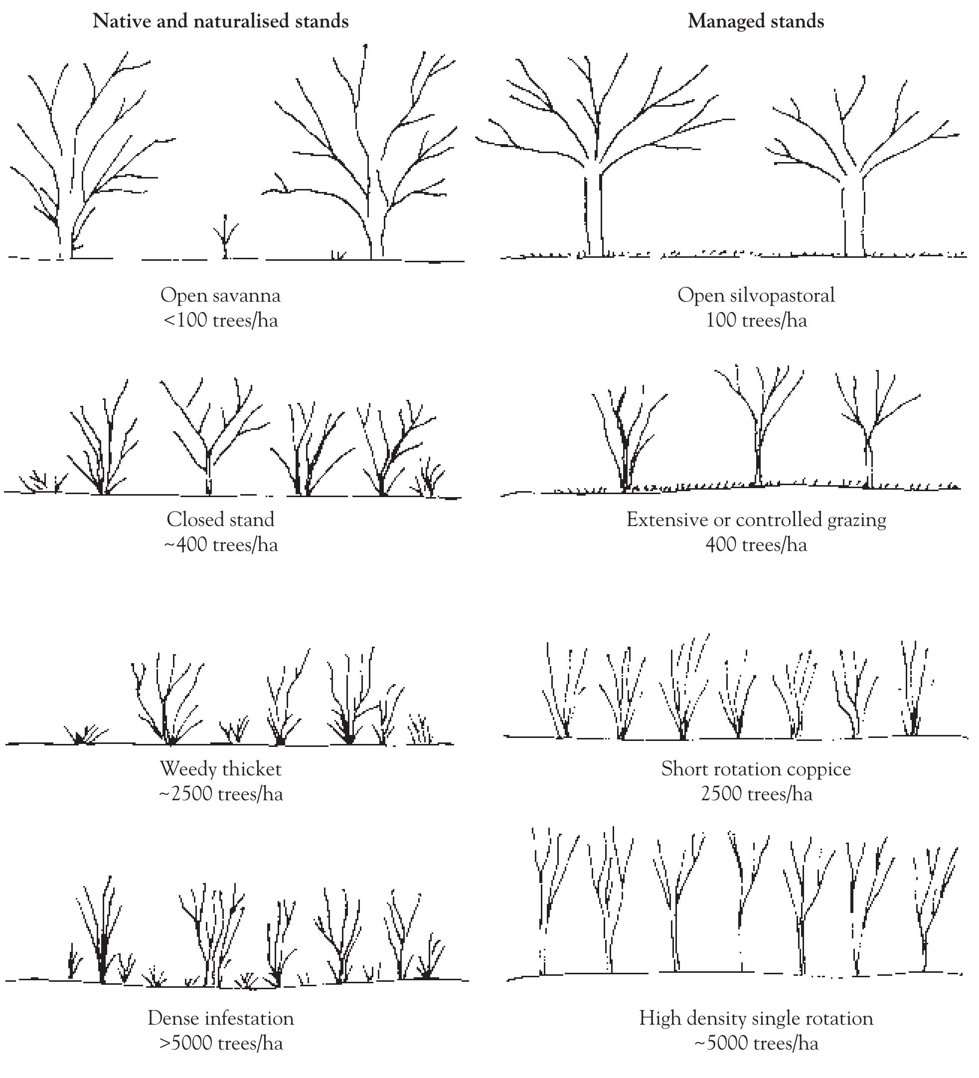 Schematic Representation Of Tree And Stand Form For Selected