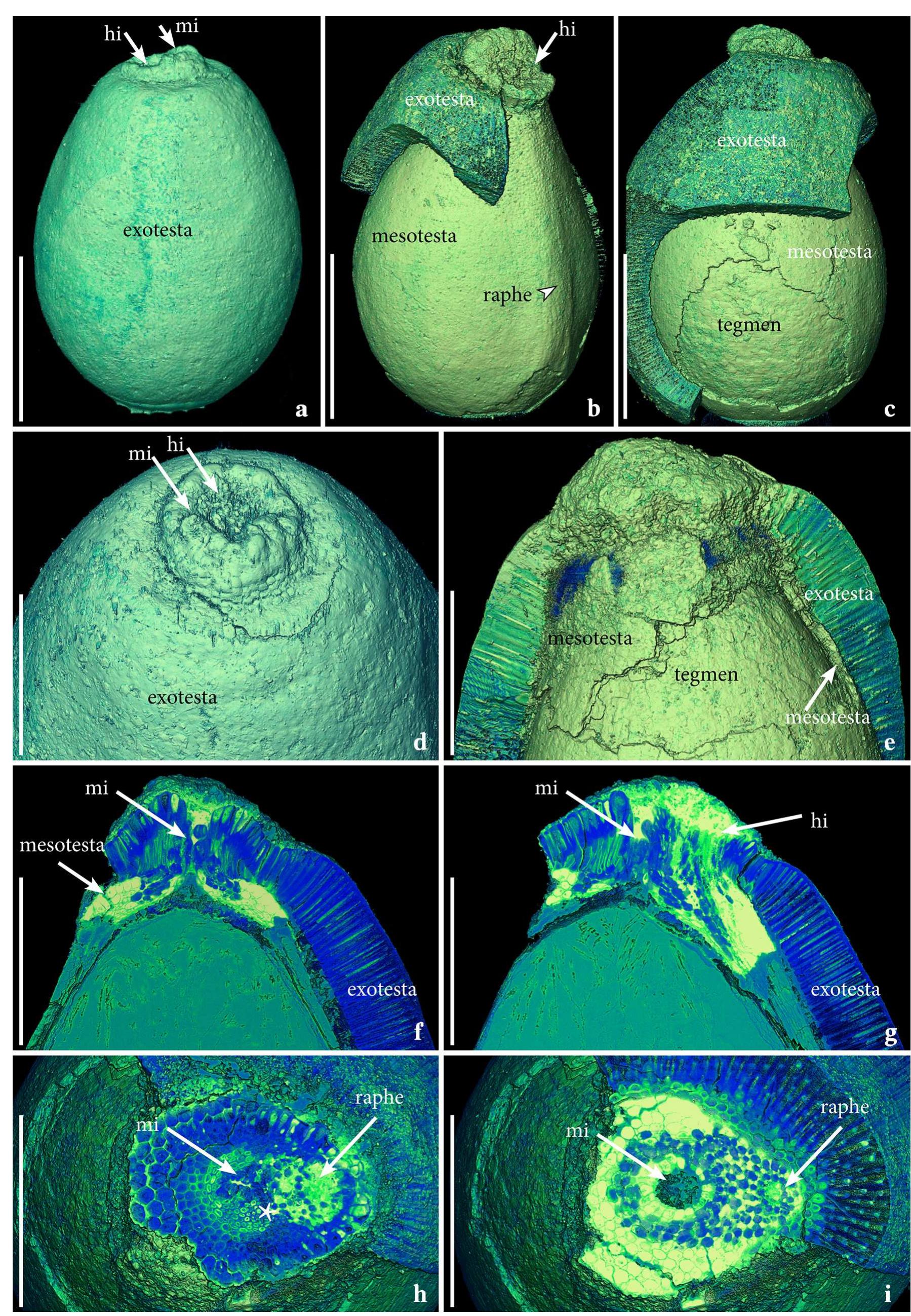 Figure 2 - Notonuphar antarctica, an extinct water lily