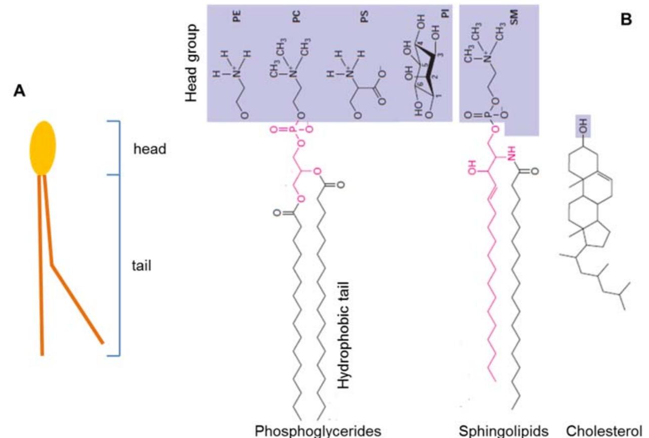 -1. structure of pls and cholesterol. (a) schematic sketch