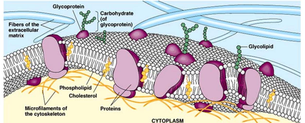 -7. schematic drawing of eukaryotic plasma membrane