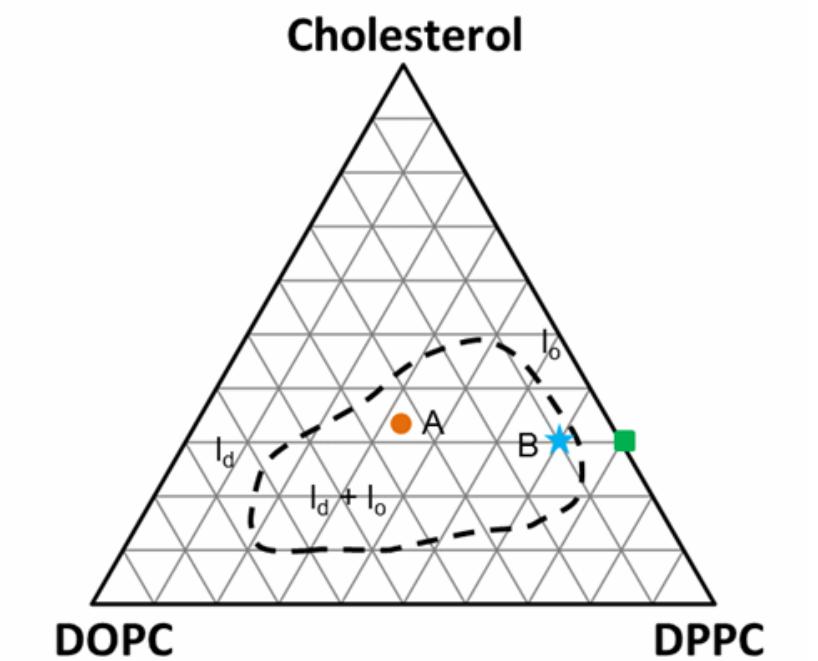 -1. location within the phase diagram of the different lipid