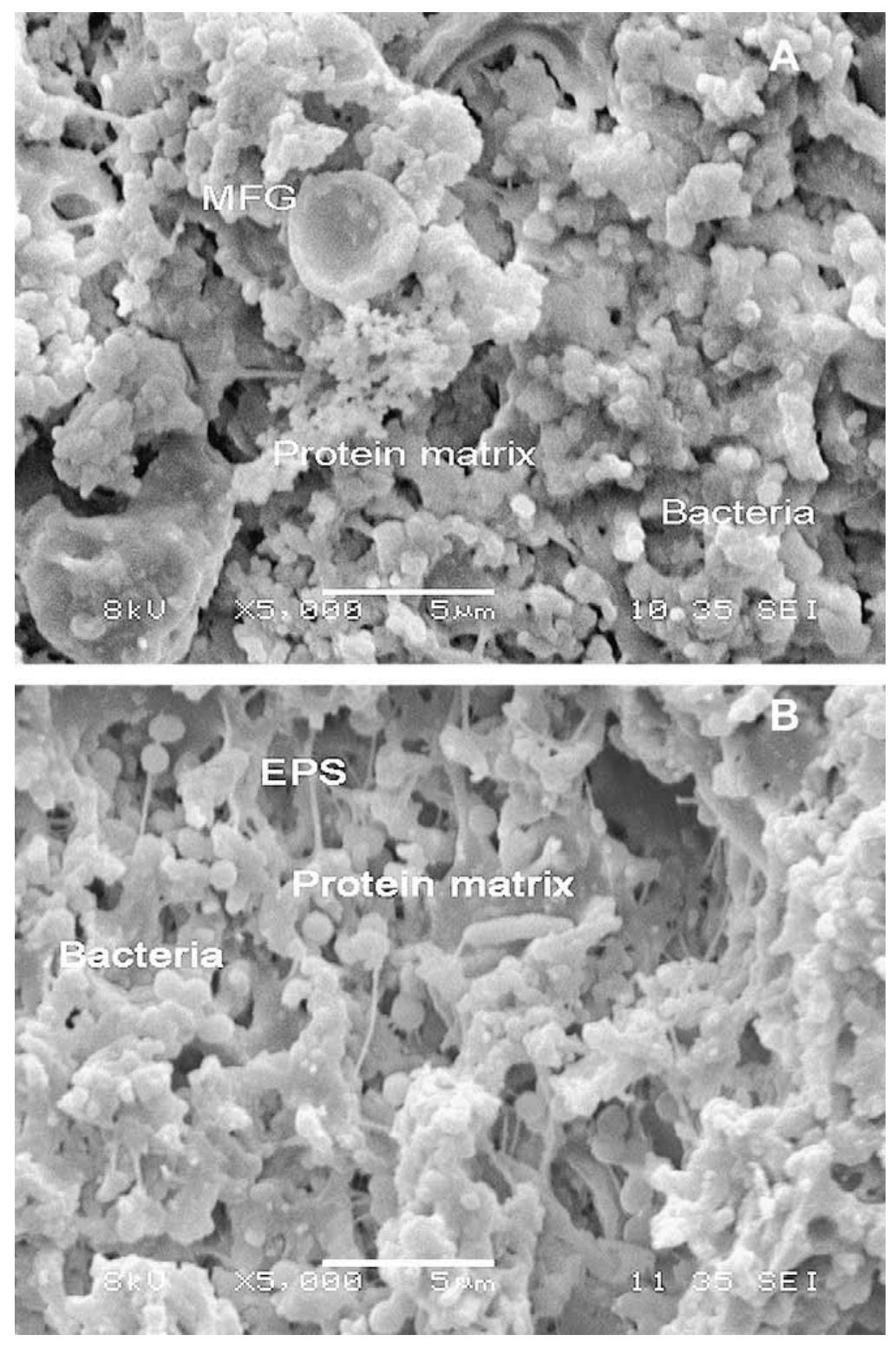 Effect of eps on the microstructure of panela cheese