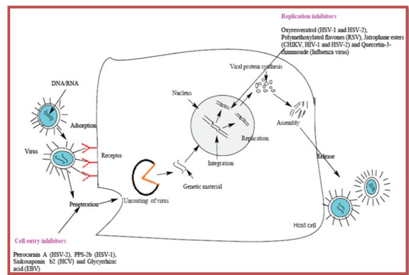 6 molecular mechanism of action of antiviral phytochemicals.
