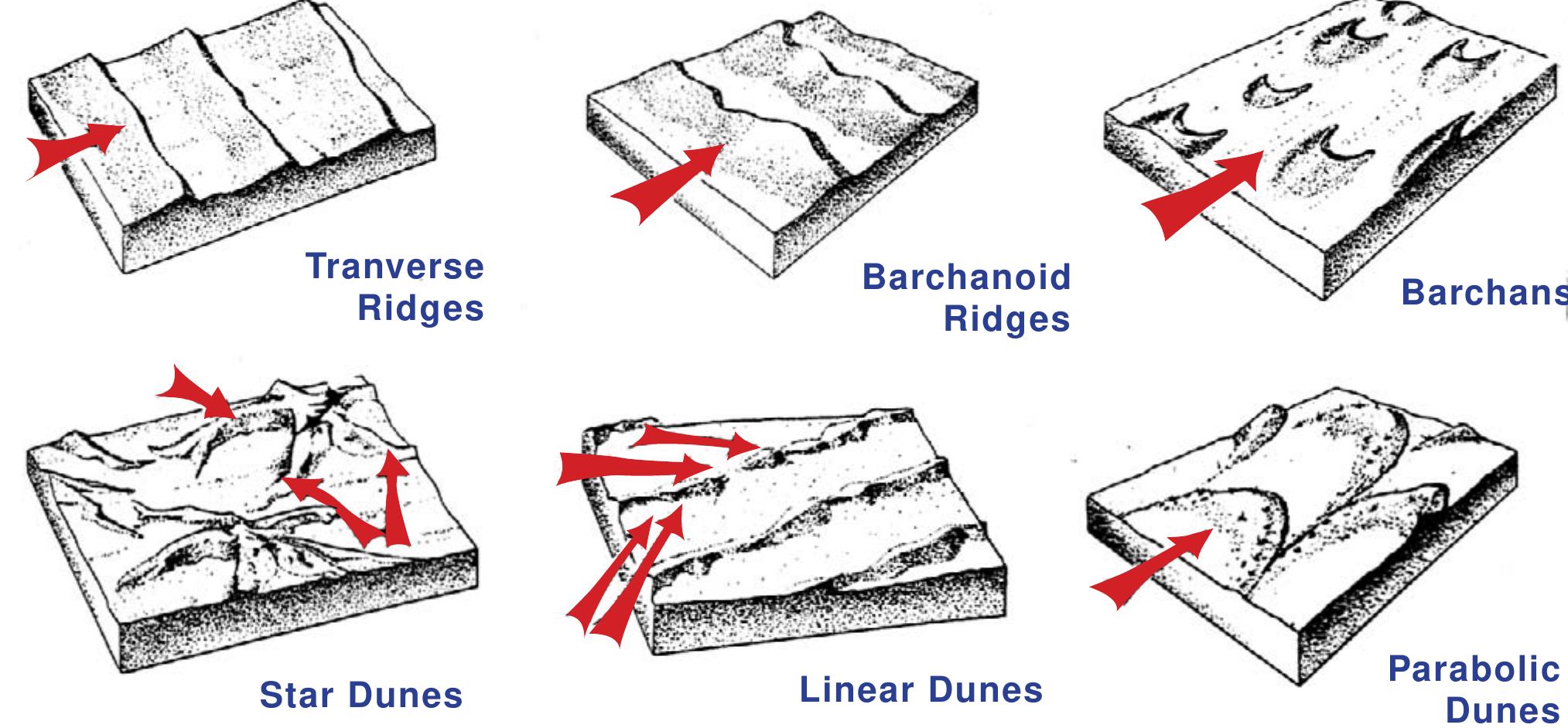 Morphology of the major types of dunes. arrows indicate the