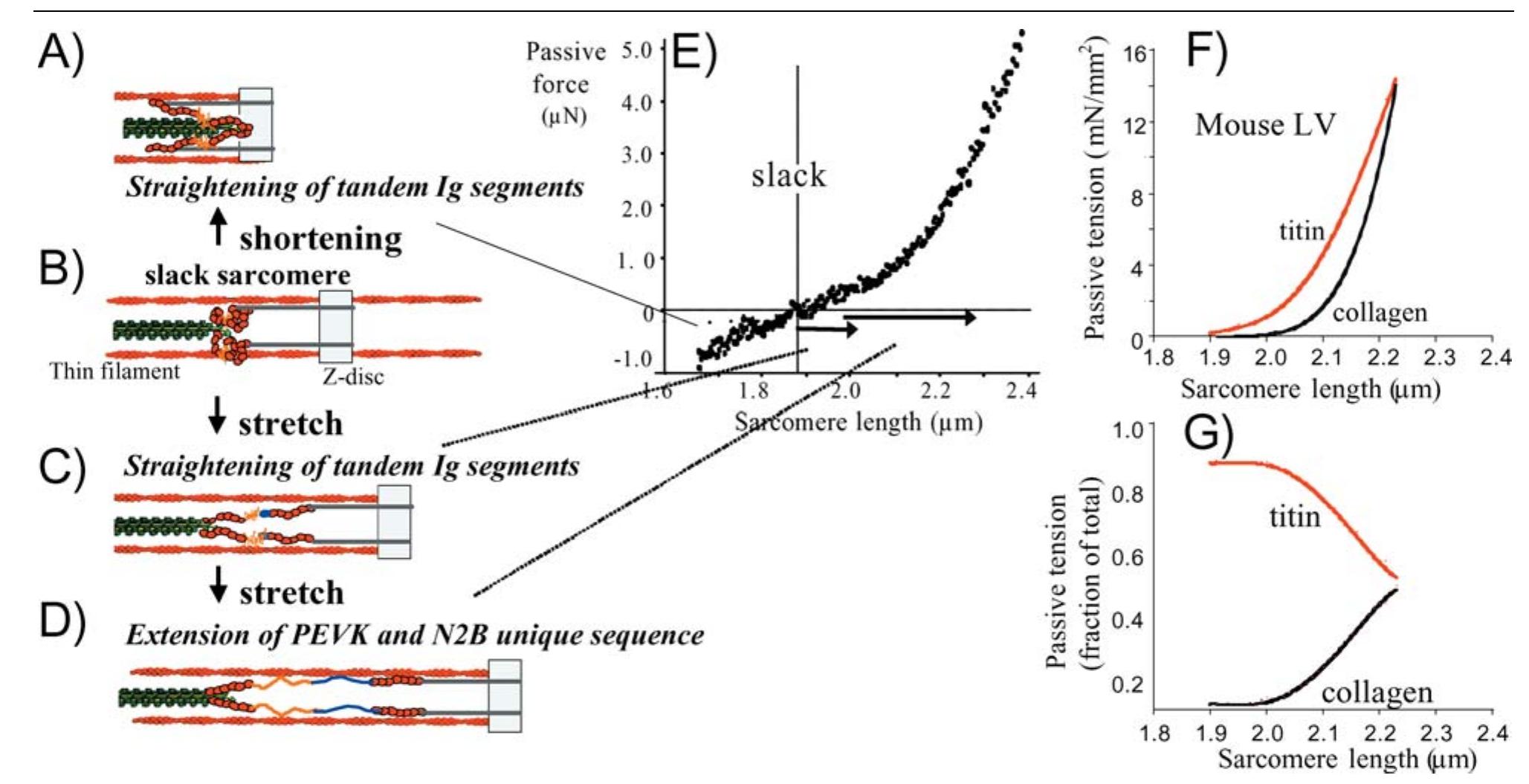 (a)-(d) schematic of extensible i-band region of cardiac