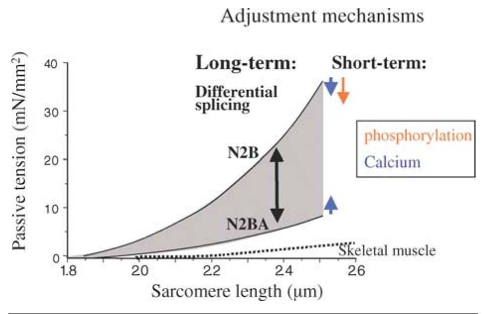 Schematic indicating passive tension adjustment mechanisms