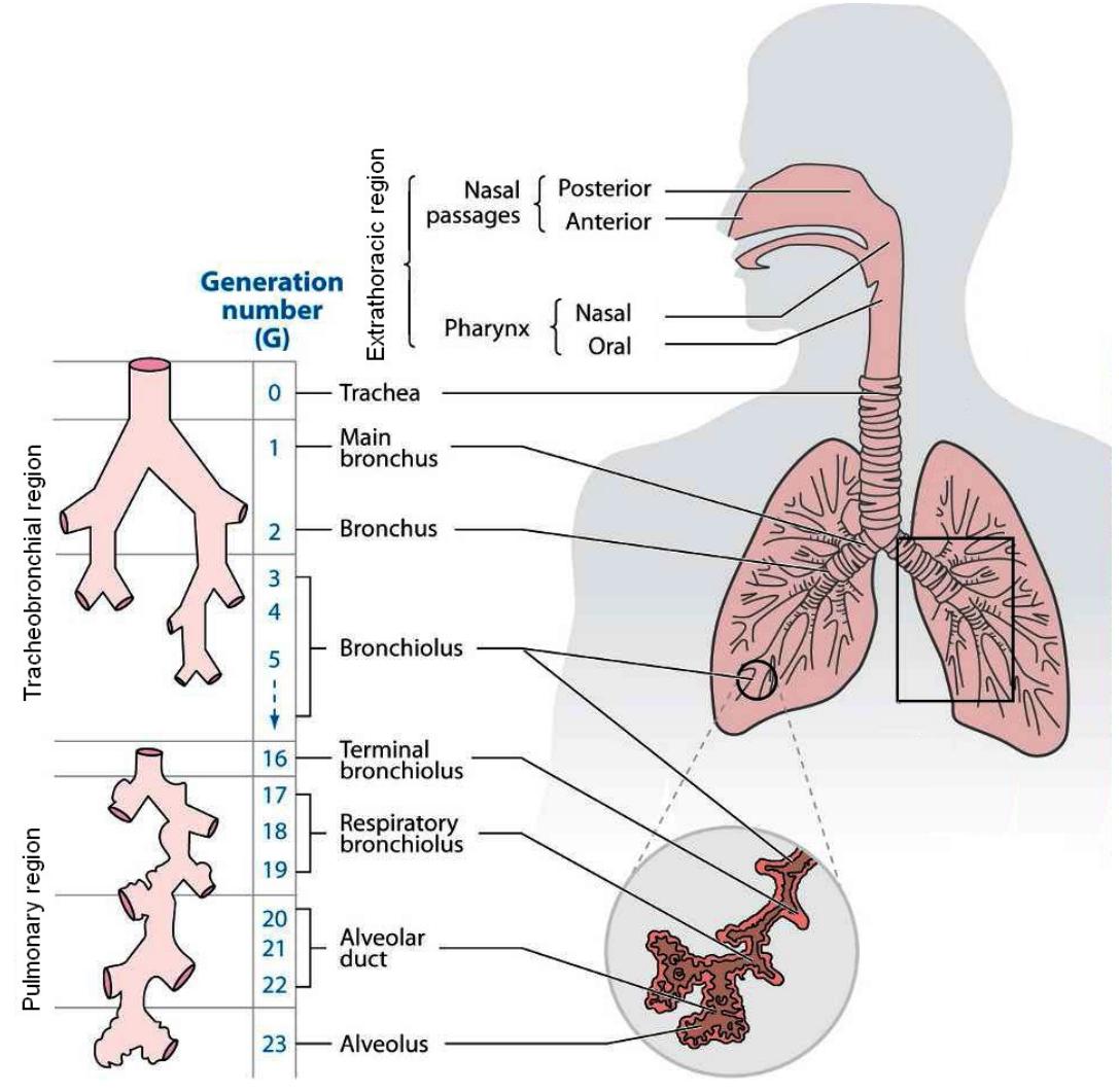 Icrp! anatomical regions and airway generation model;