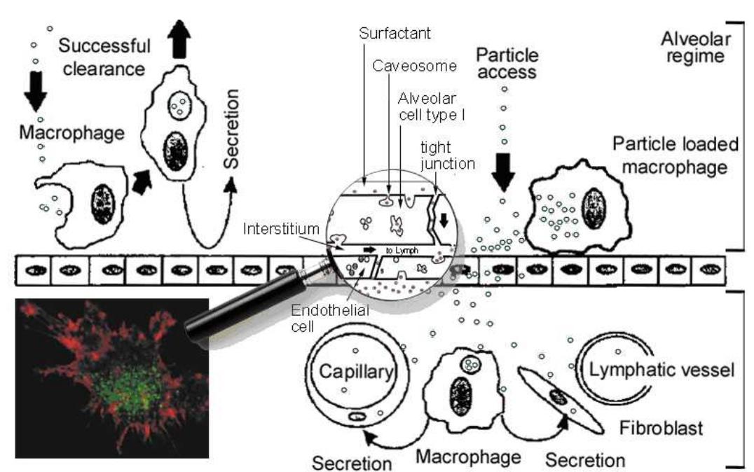 Schematic drawing of the alveolar tissue showing different