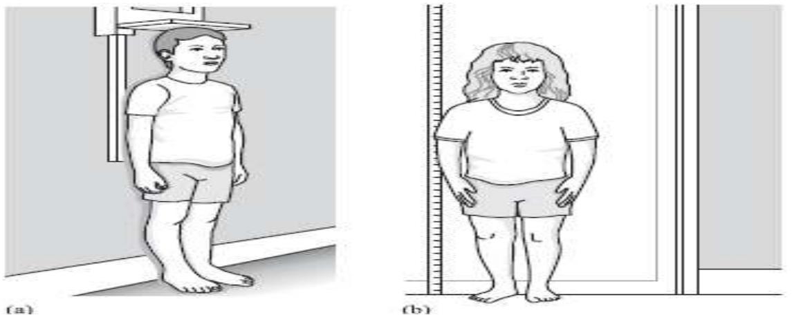 Figure 1 - Estimation of stature from dimensions of hand and