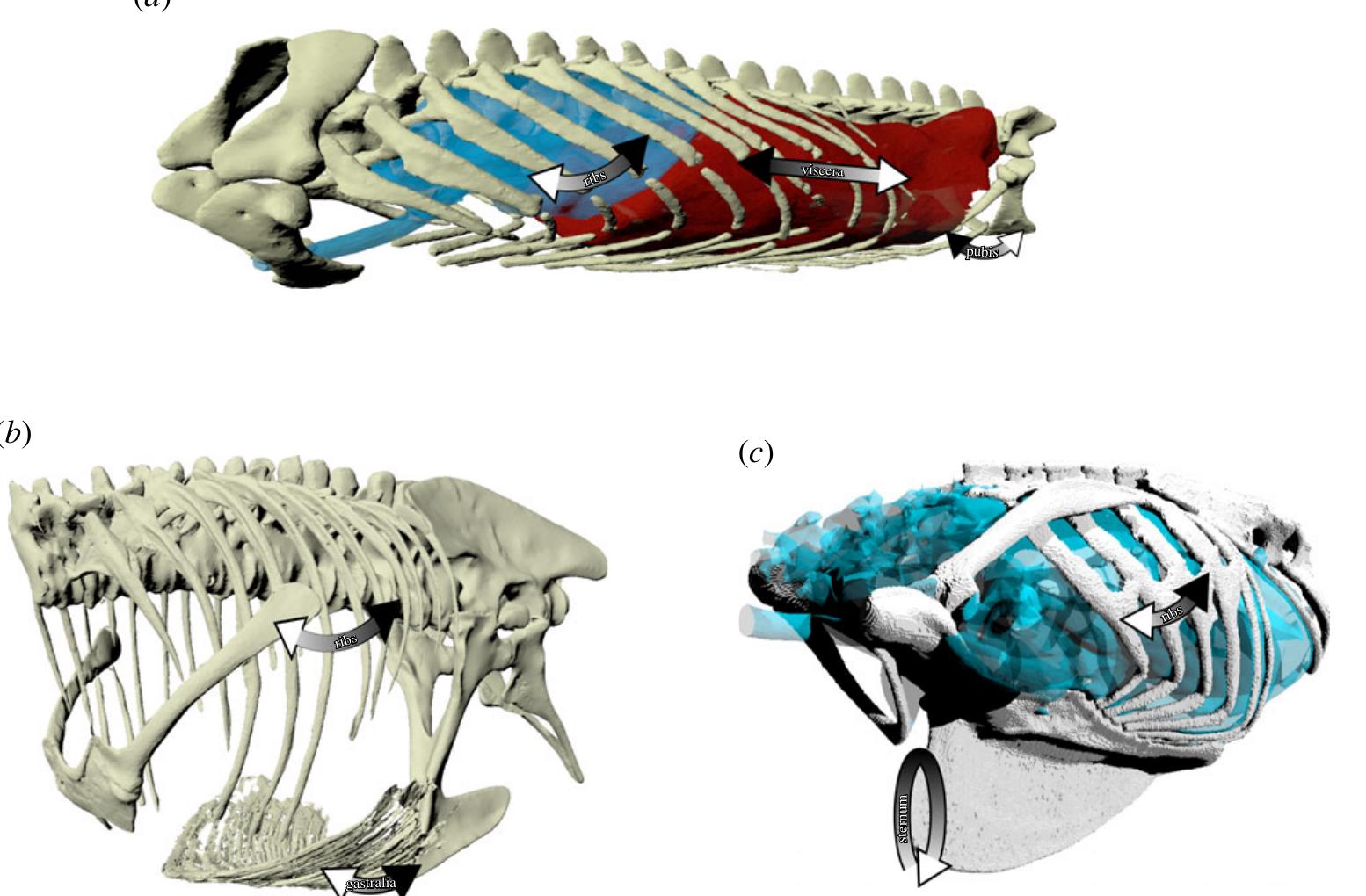 Respiratory mechanics of archosaurs. oblique views of an