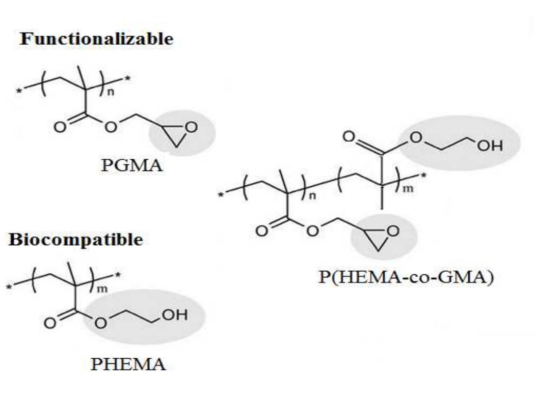 Chemical structures of pgma, phema, and phema-gma). pgma