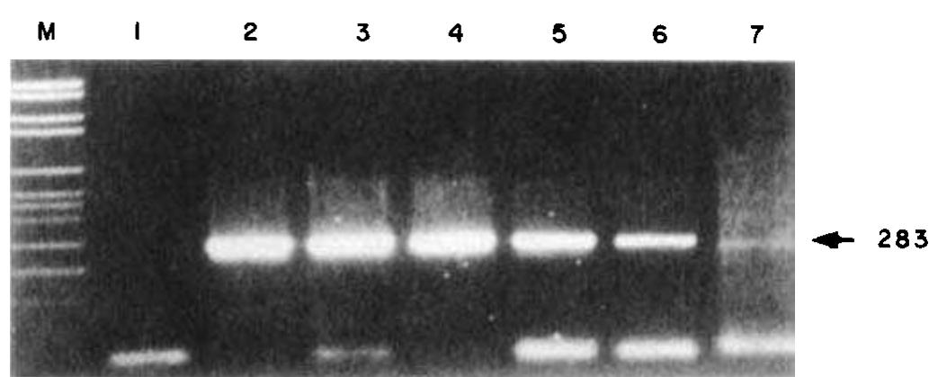 Nested polymerase chain reaction (pcr) from artificially