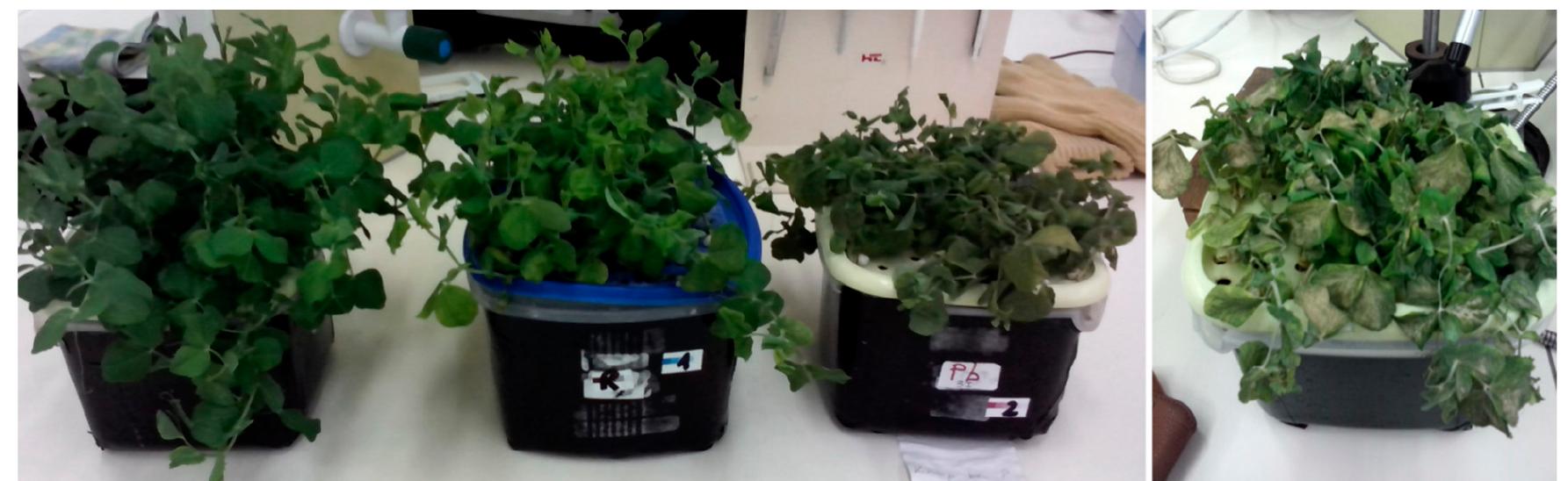 Pea plants used in experiments. from left to right: control