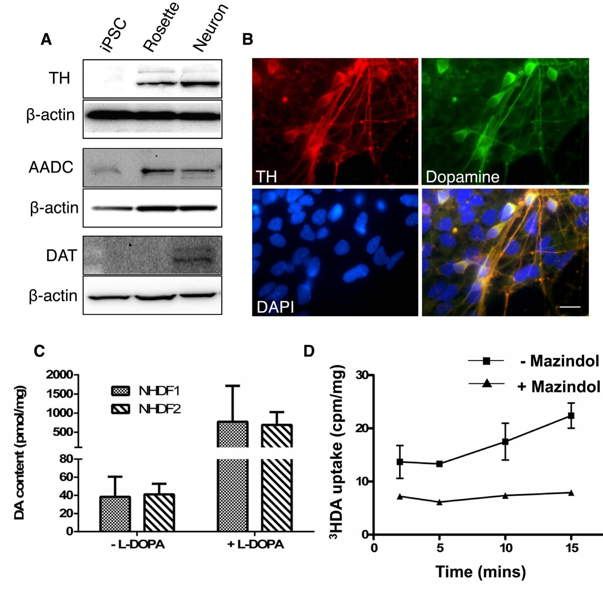 Functional dopamine synthesis and homeostasis in