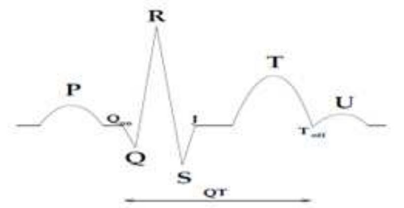 Schematic representation of a single cycle of ecg