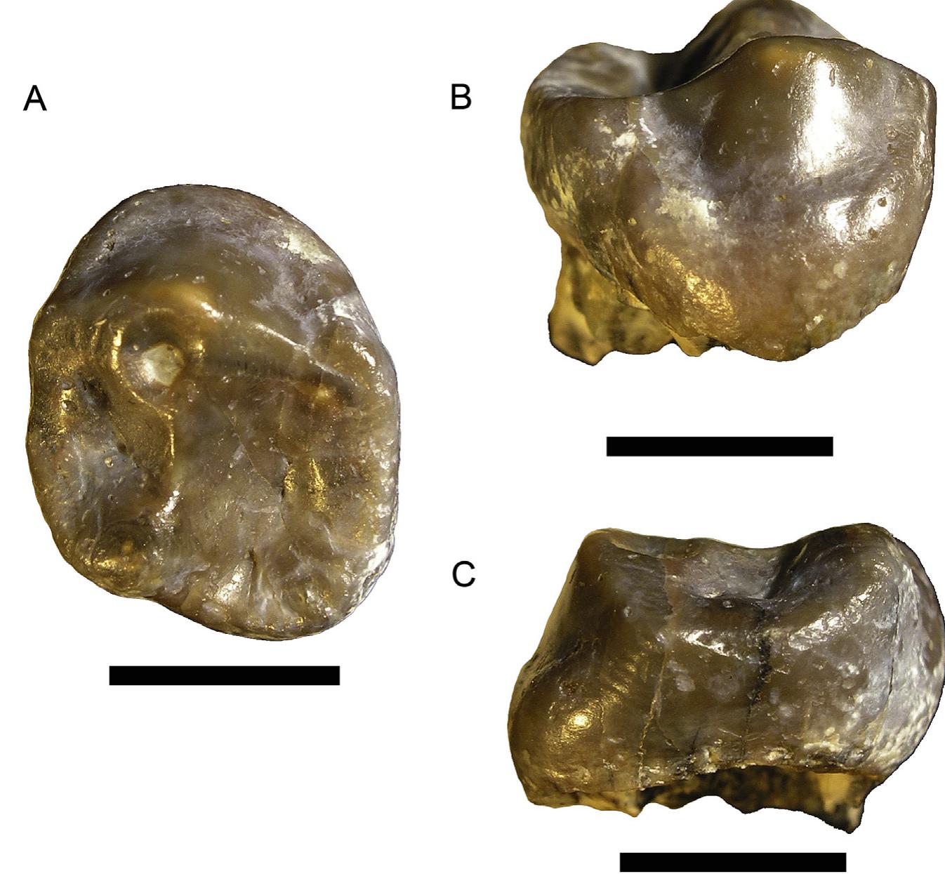 Mandibular fourth premolar. abd1/p1: mandibular right fourth