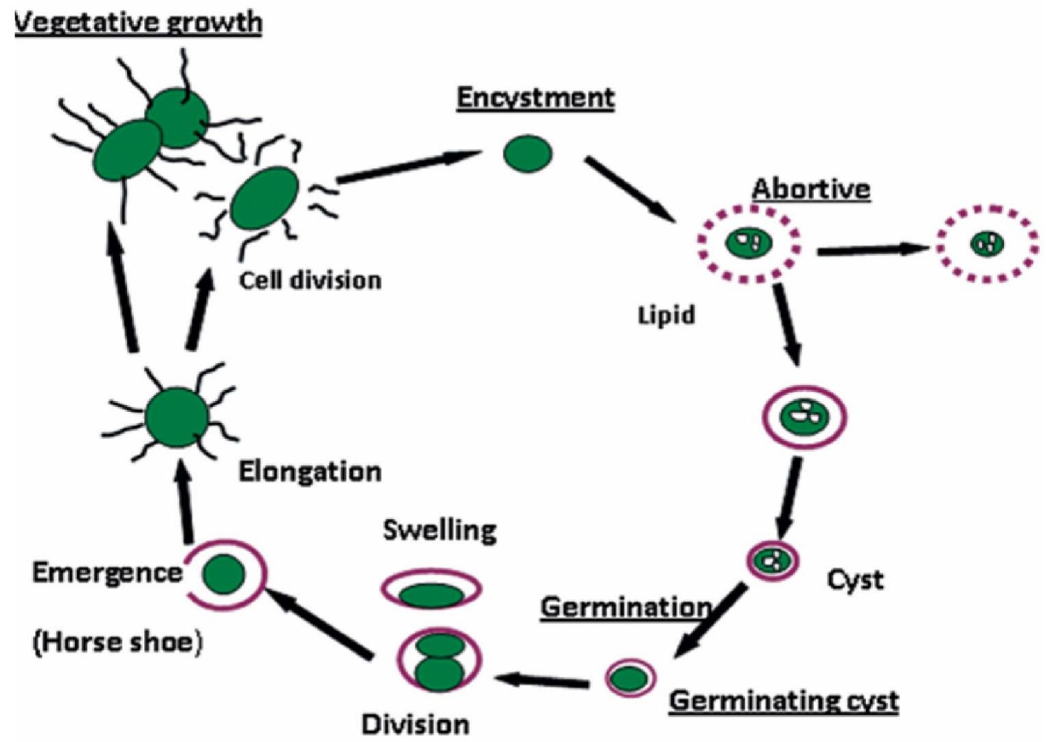 Schematic illustration of the vegetative and cyst formation