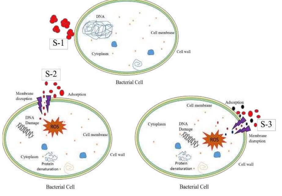 Plausible mechanism of antibacterial activity of produced