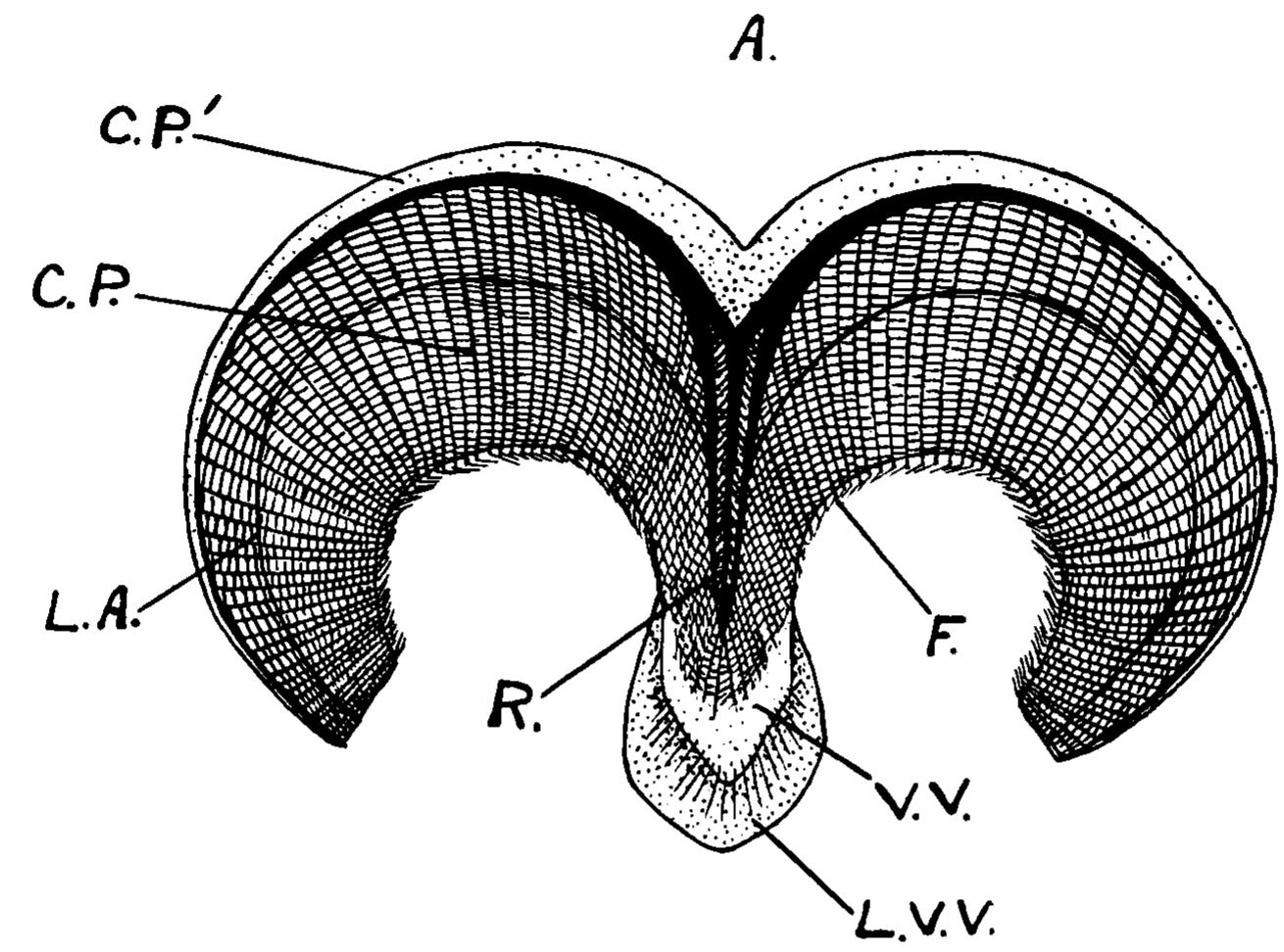 Fic. 6.—nephrops. gland filter. x 12. a., anterior; c.p iti