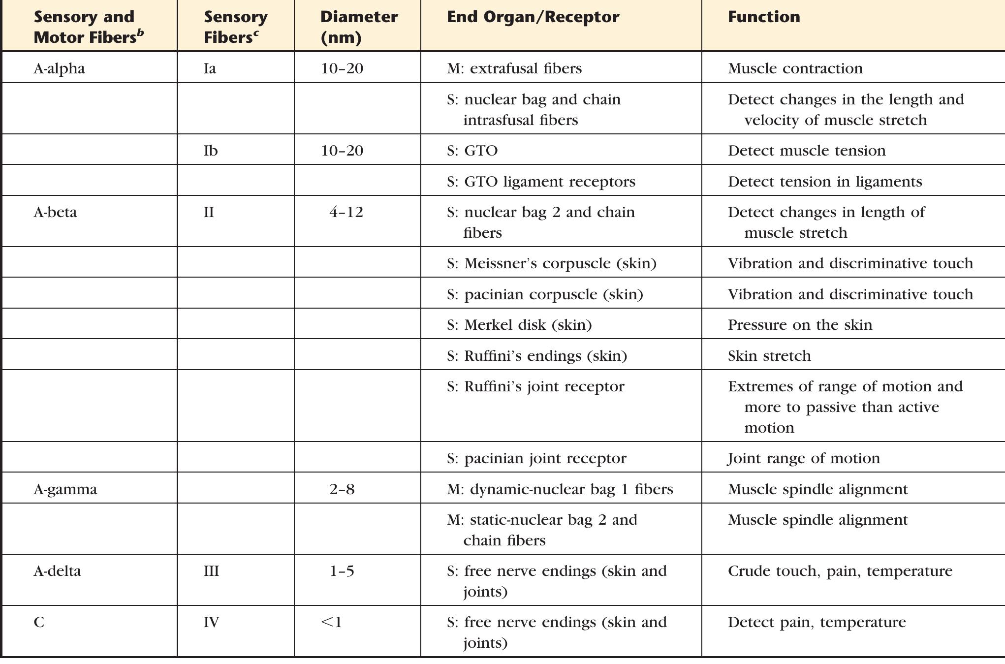 m=motor branch, s=sensory branch, gto=golgi tendon organs.