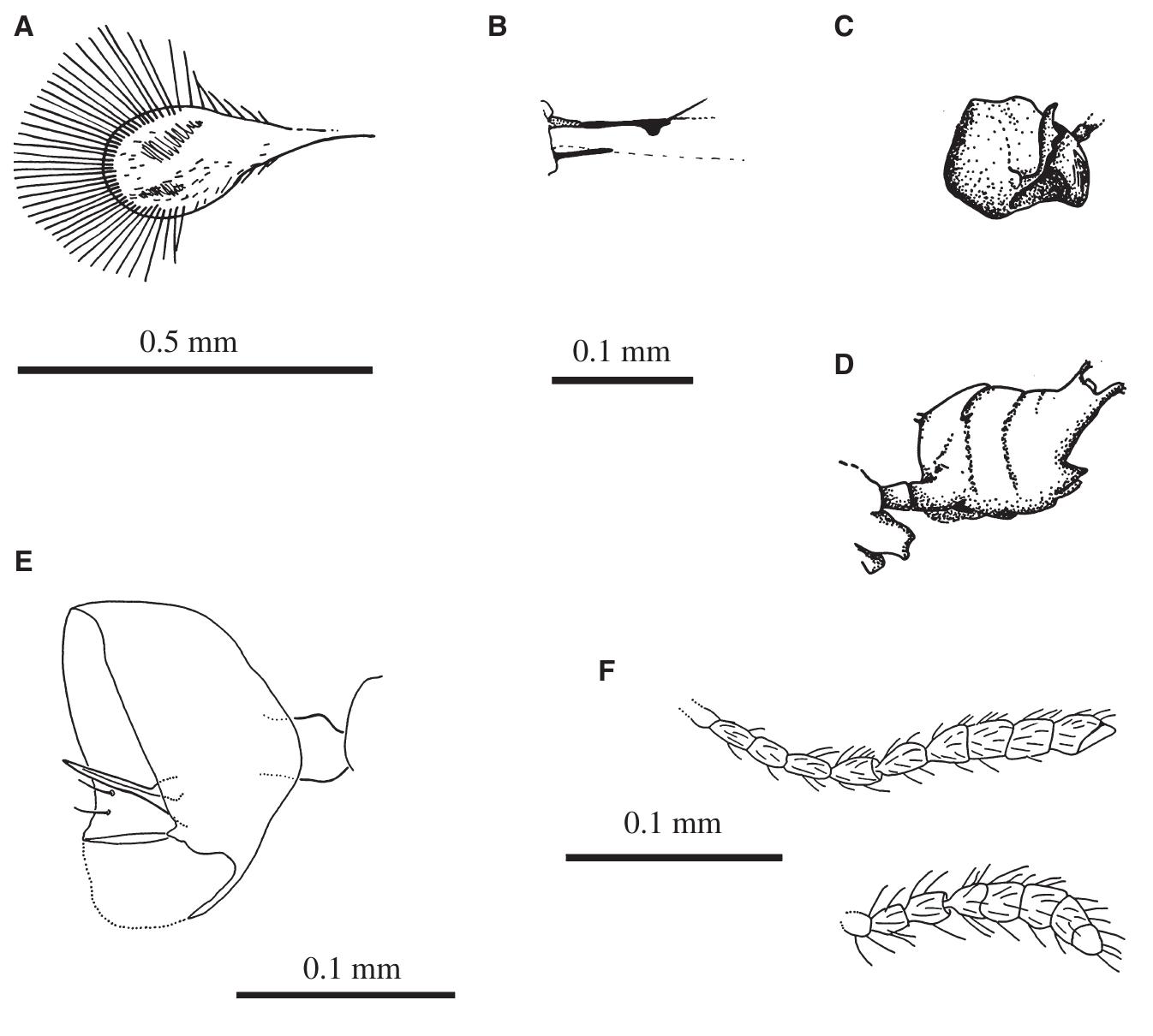 Anterior and posterior margins. petiole with no evident