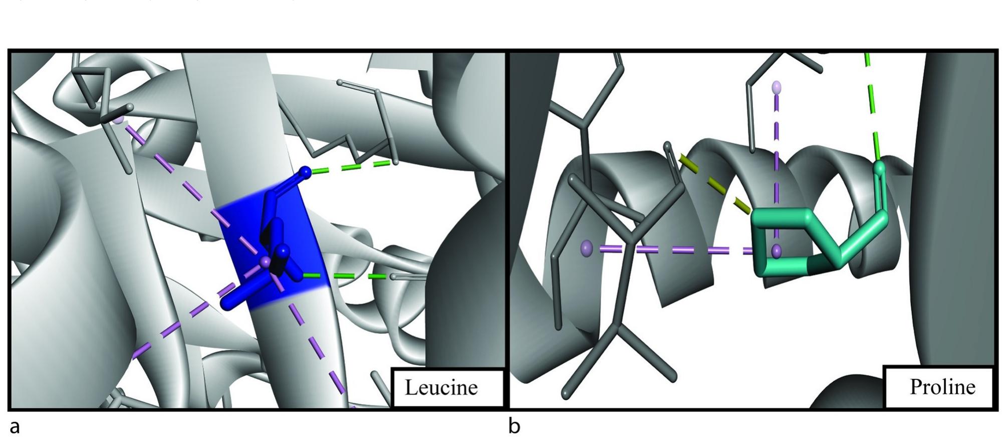 ‘ig 5. (a) structural analysis showing leu411 (blue) of
