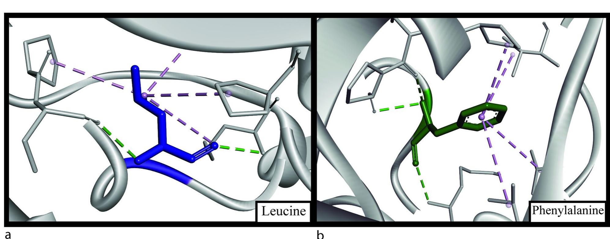 (a) structural analysis showing leu455 (blue) of native
