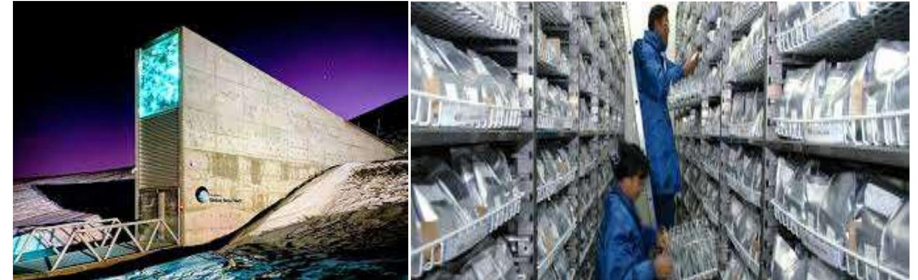 -svalbard global seed vault international rice gene bank