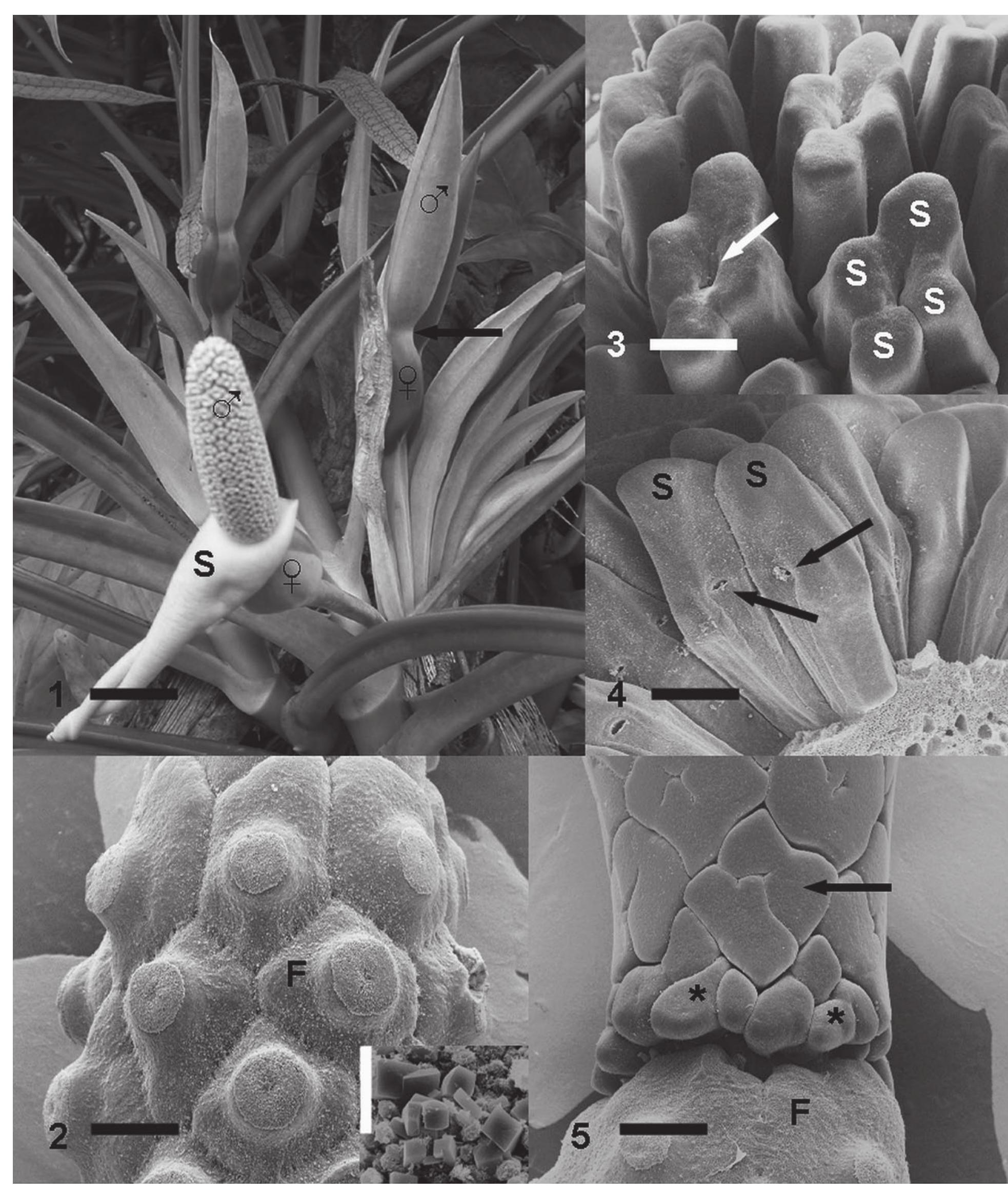-5. syngonium angustatum, features of mature inflorescences