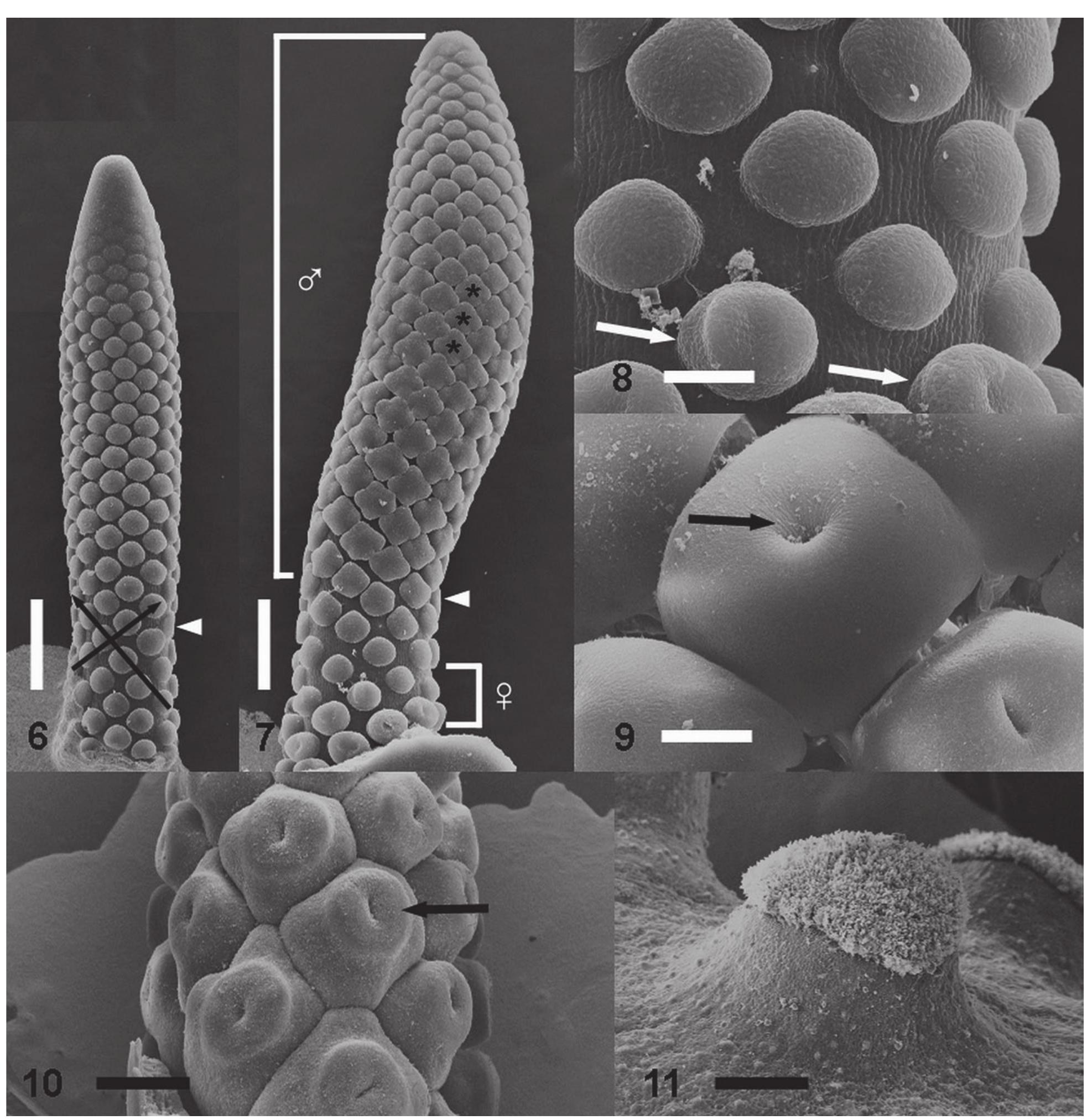 -11. syngonium angustatum, early stages of development of