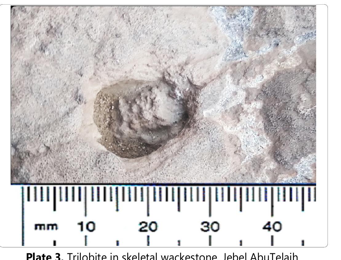 Trilobites: trilobites range in age from the cambrian period
