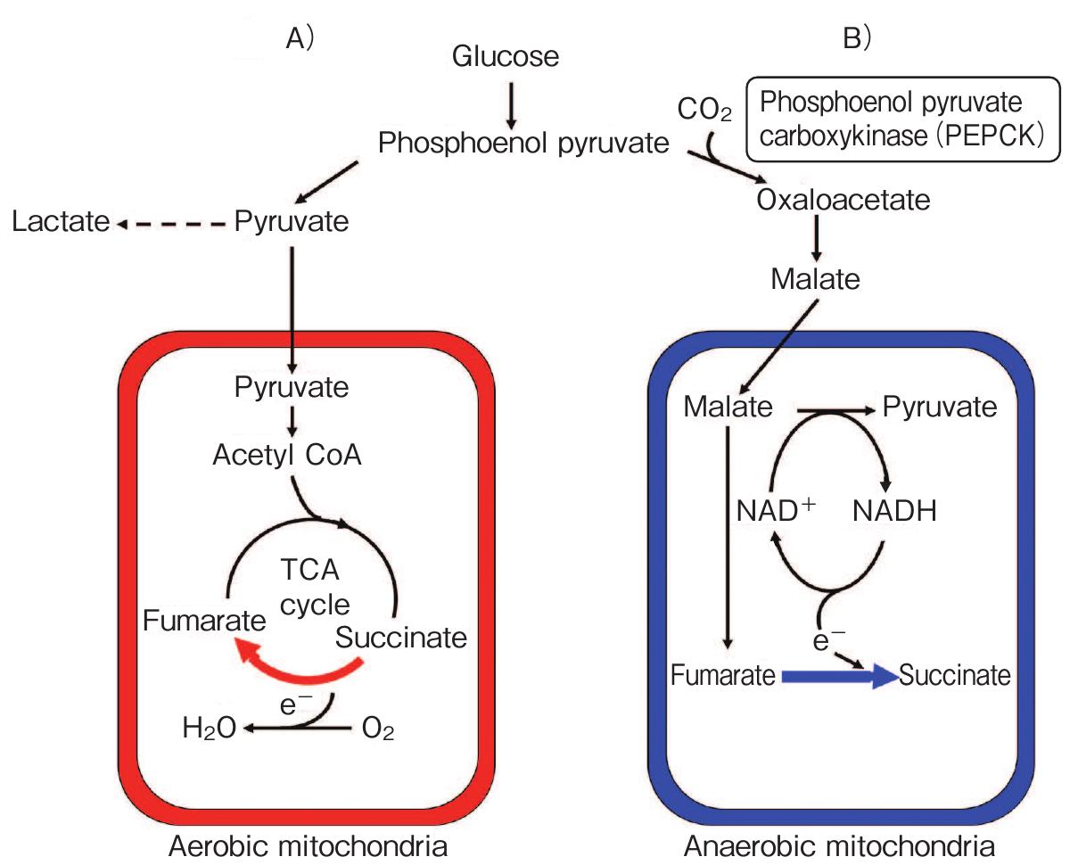 -2 aerobic energy metabolism (a) and anaerobic
