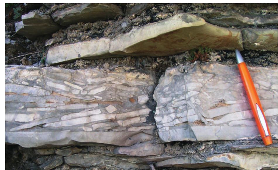 Cross-section of a breccia layer with clearly imbricated