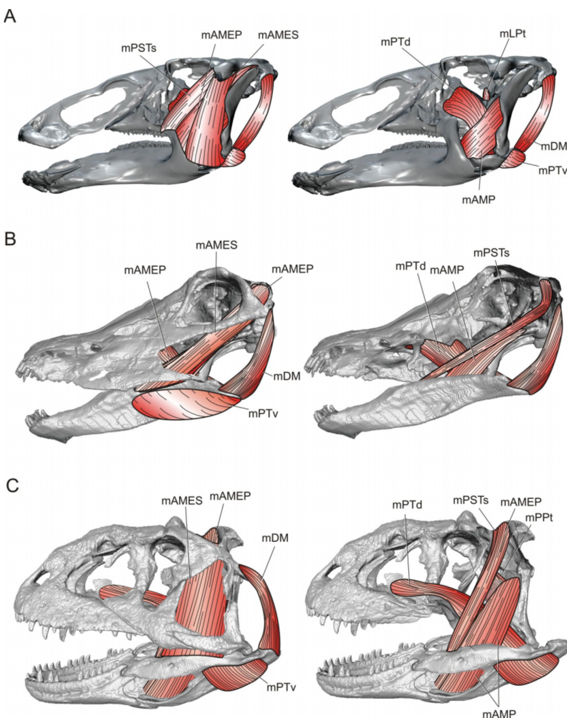 Jaw muscle anatomy in three dinosaurs in lateral view.