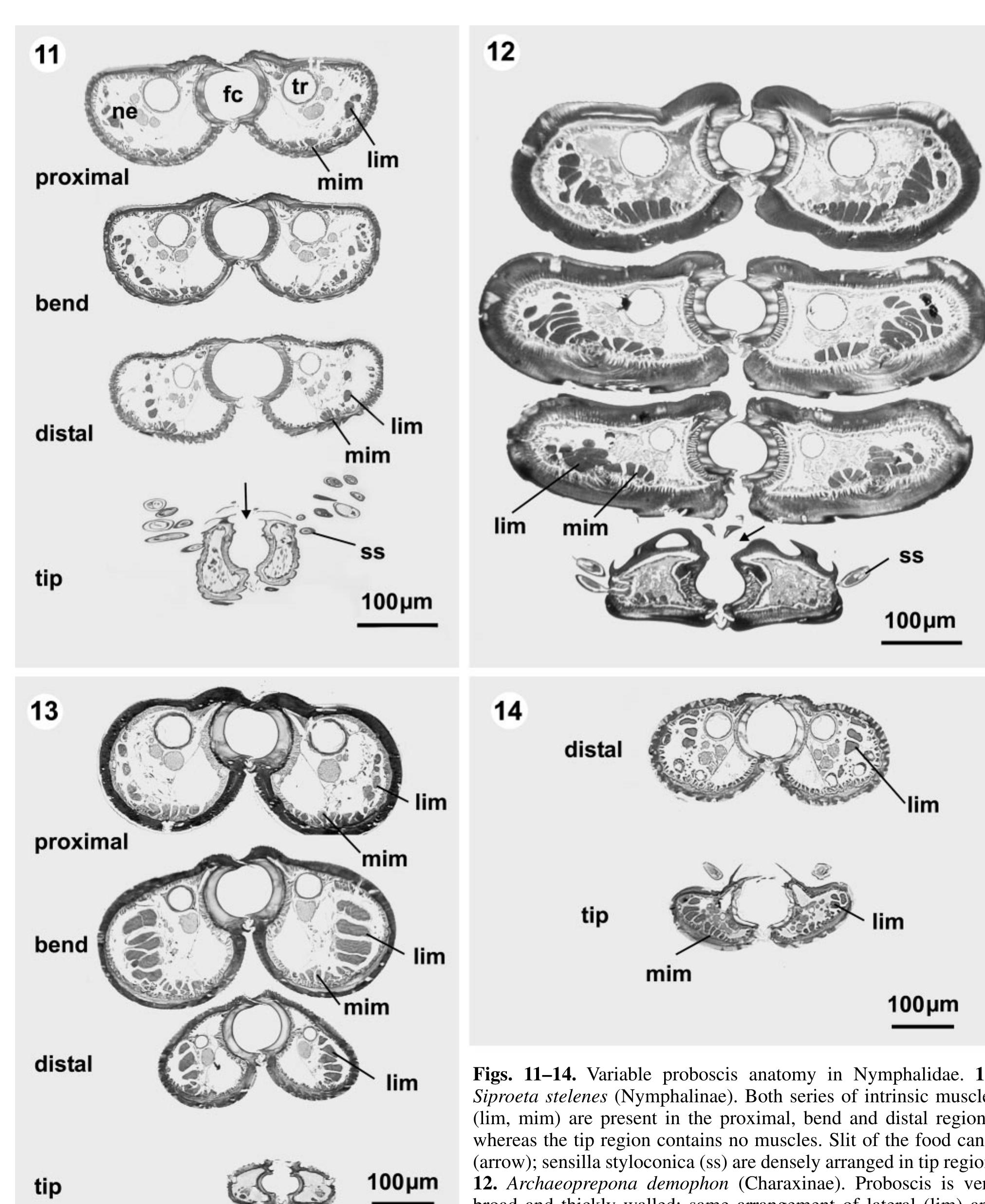 Figure 5 - Groundplan Anatomy of the Proboscis of
